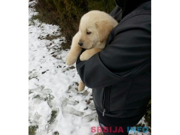 Labrador retriver stene