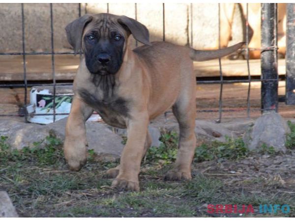 DOGO CANARIO stenci izlozbenog kvaliteta