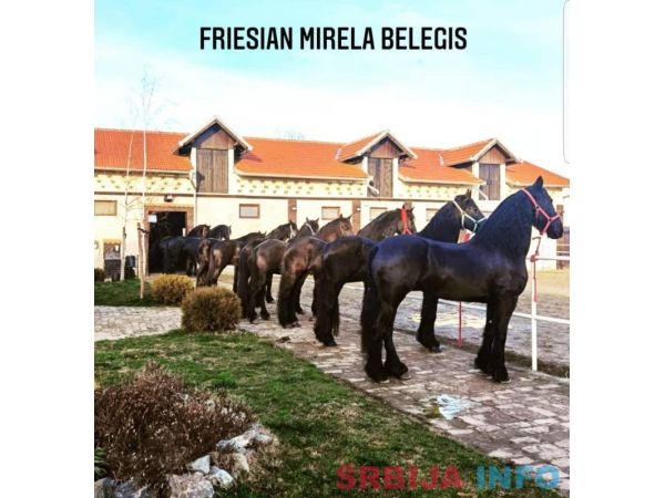 Frizijski konji prodaja