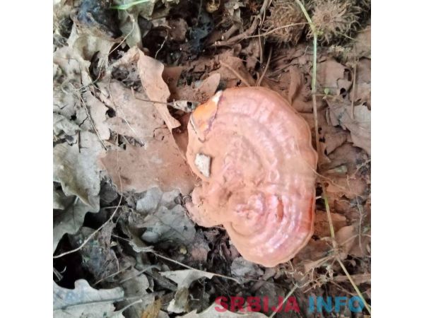 Ganoderma lucidum Reishi gljiva, Hrastova Sjajnica