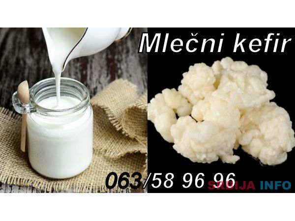 Kefirna zrnca za pravljenje mlečnog kefira količina za 0,5L