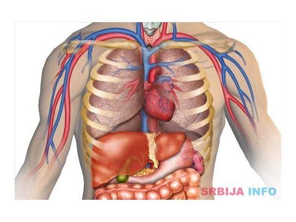 Časovi anatomije