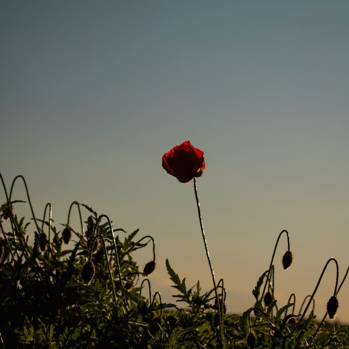 Poppy at Sunset