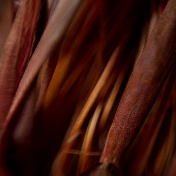 Abstract Protea