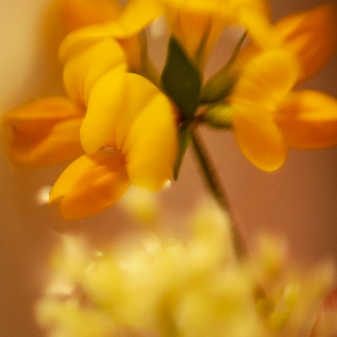 Yellow Flower Bokeh