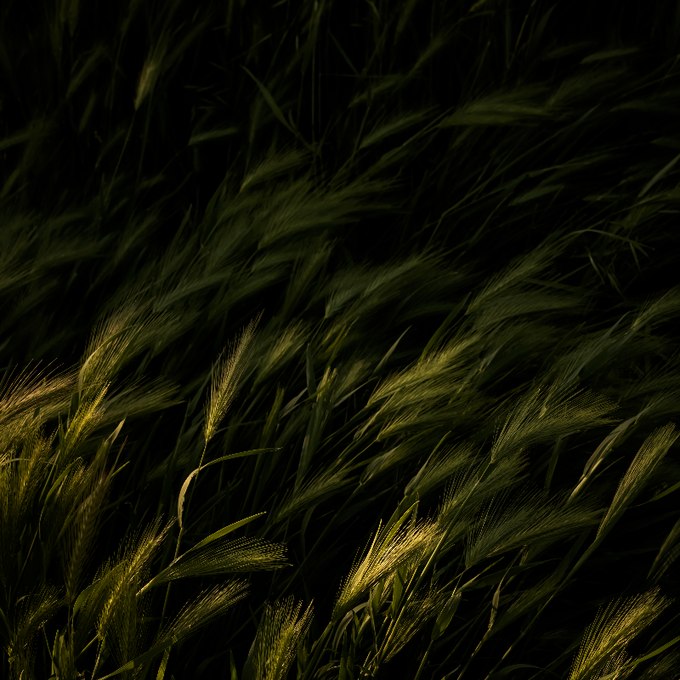 Calming Grass