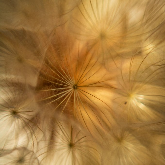 Dandelion