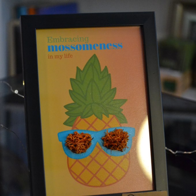 Slika sa mahovinom - ananas (EMBRACING MOSSOMENESS)