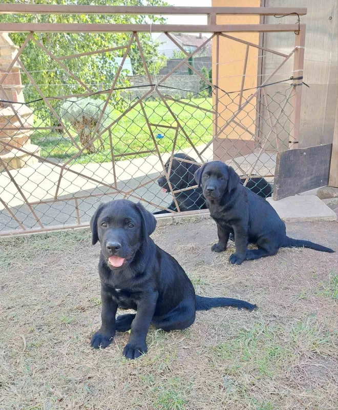 LABRADOR RETRIVER