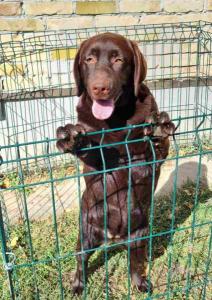 LABRADOR RETRIVERI cokoladni