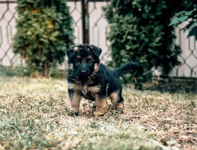 Nemački ovčar štenci