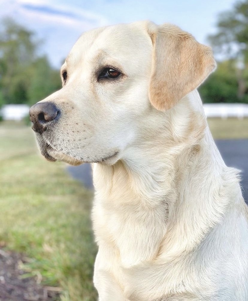 Štenci labrador retrivera