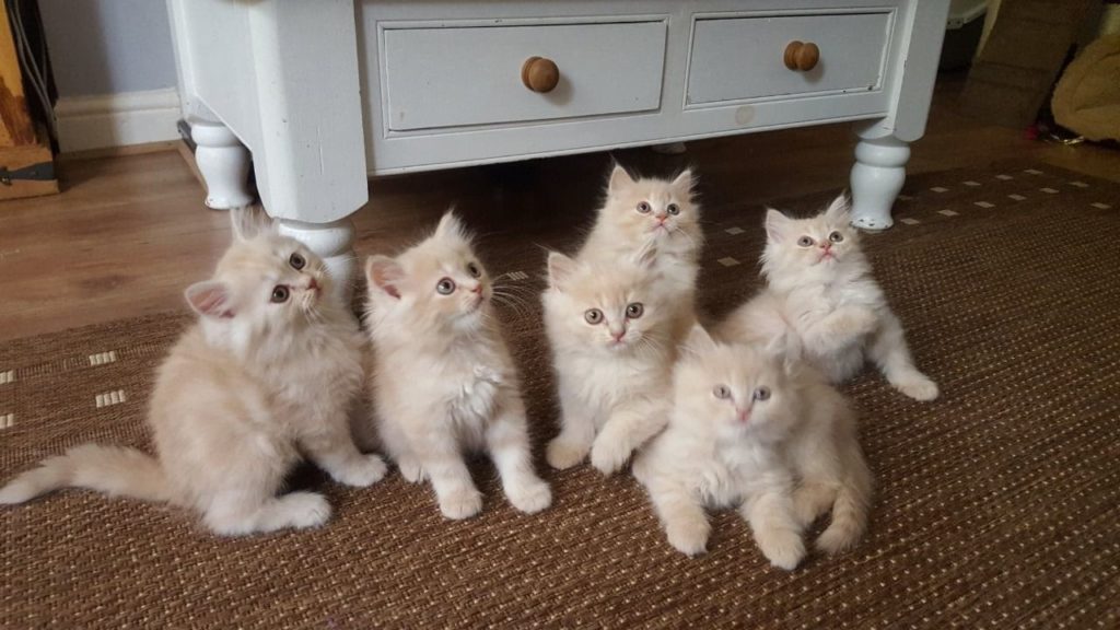 prelijepe perzijske mace,