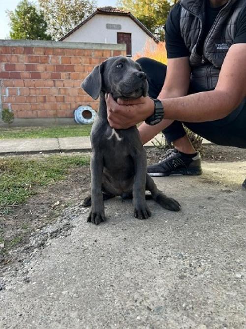 Cane corso štenci