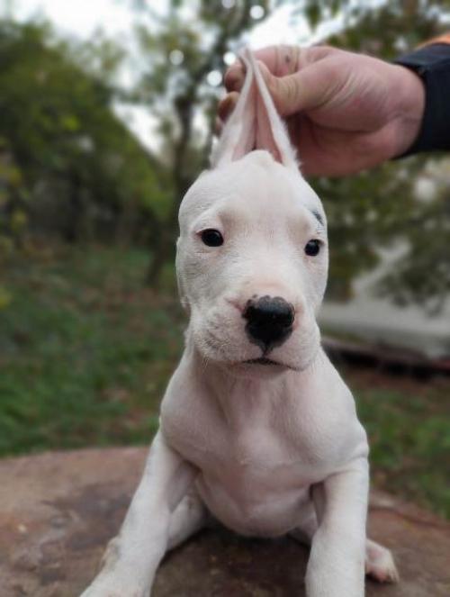 Dogo Argentino štenci