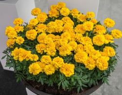 Tagetes zuti (seme) Kadifica