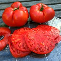 Crveni heirloom paradajz (seme) Beefsteak Krupan