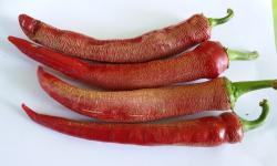 Ljuta paprika - Puckava vezenka duga (seme)100 semenki