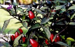 Peruvian purple/ chilli