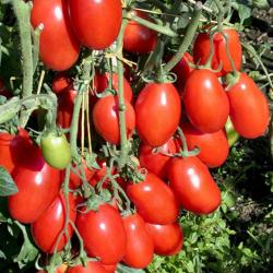 San Marzano paradajz (seme) heirloom