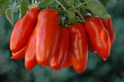 San Marzano lungo paradajz (seme) heirloom