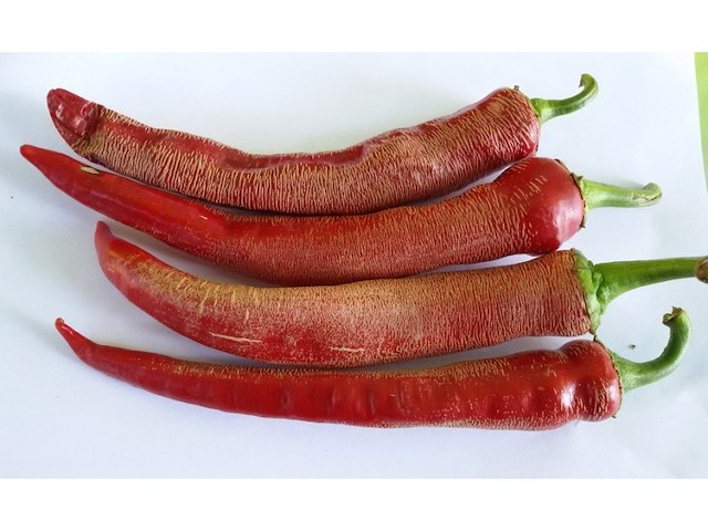 Ljuta paprika - Puckava vezenka duga (seme) 20 semenki