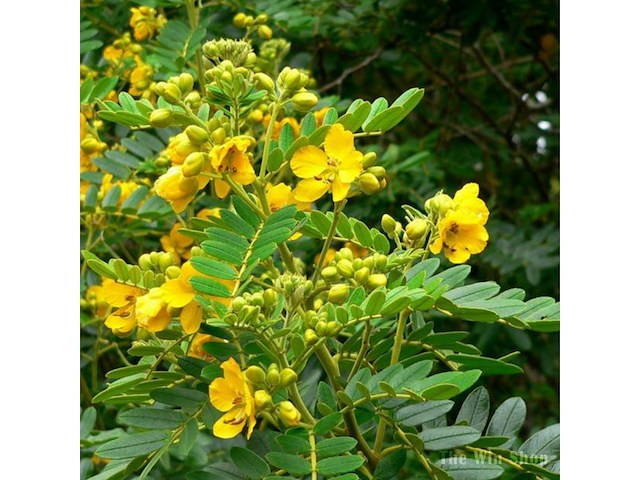 Cassia angustifolia (seme)