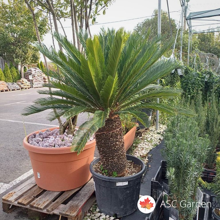 Cycas revoluta – Cikas palma – Sago palma 170 cm