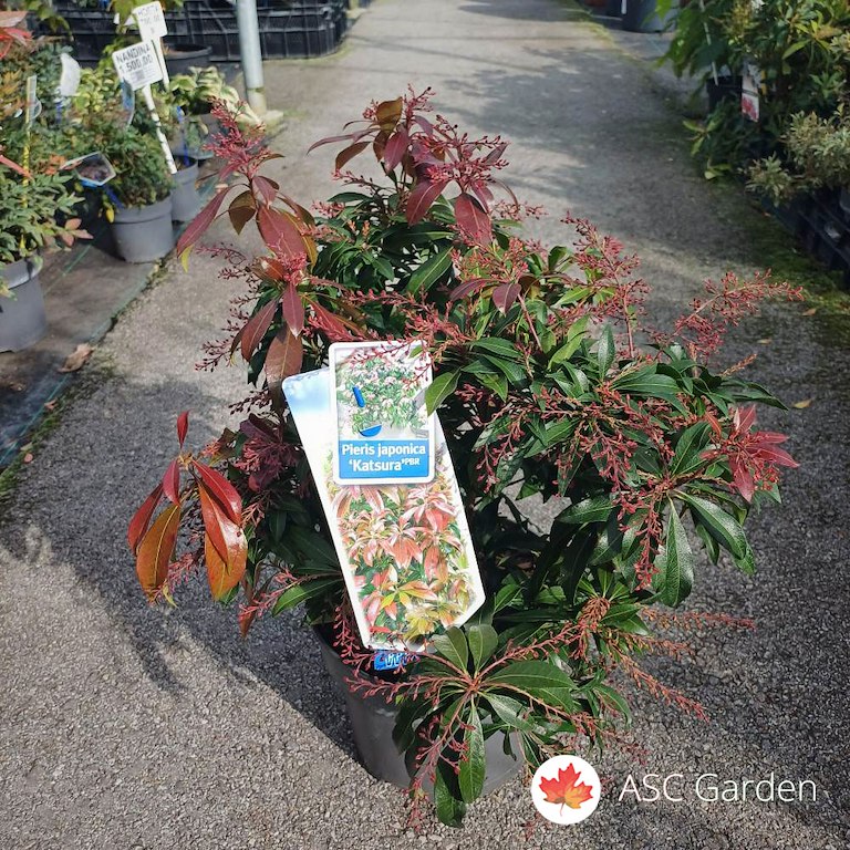 Pieris japonica ‘Katsura’ 45 cm