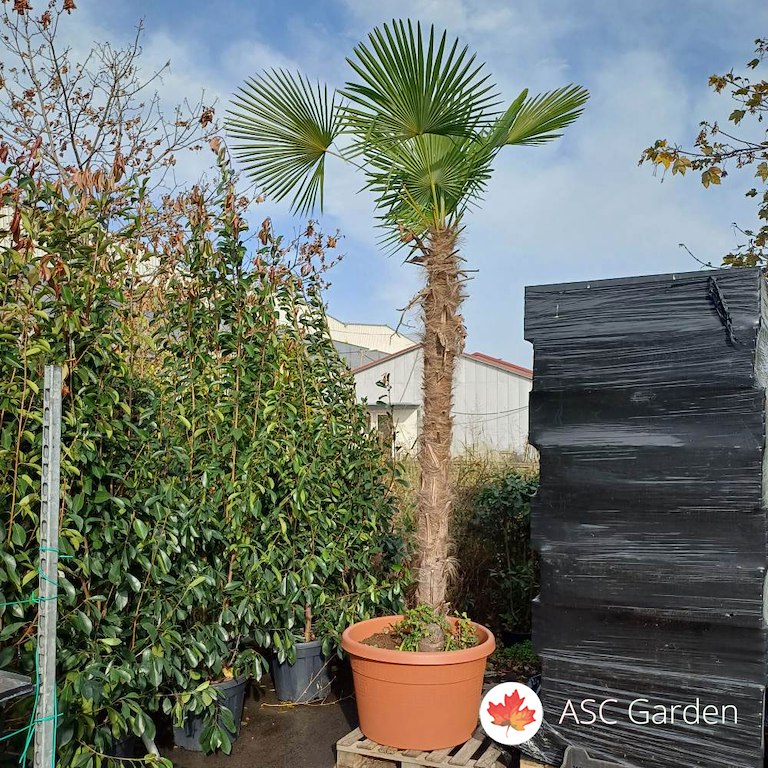 Lepezasta palma – Trachycarpus fortunei 3m
