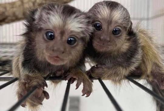 Marmosets majmuni dostupni su sada