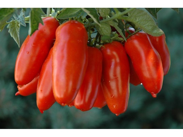 San Marzano lungo paradajz (seme) heirloom