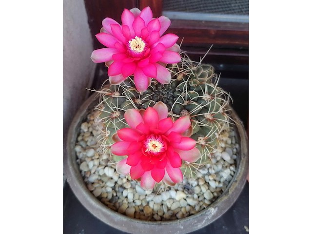 Seme kaktusa - Gymnocalycium baldianum (20)