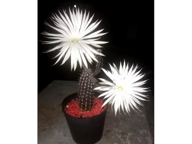 Seme kaktusa - Setiechinopsis mirabilis (20)