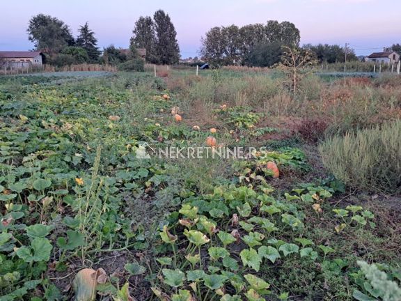 Borča III, zona porodične gradnje, plac 10,38 ari, uknjižen na jednog vlasnika bez tereta