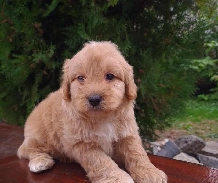 Goldendoodle