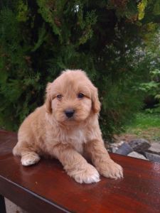 Goldendoodle