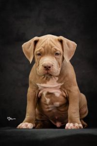 American bully XL