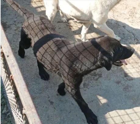 Labrador retriver, mlad pas na poklon