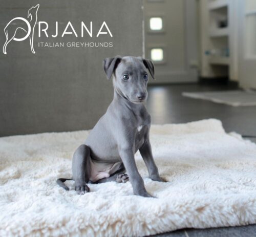 Mali italijanski hrt, štenci plave boje na prodaju – ORJANA GALAXY uzgaivačnica