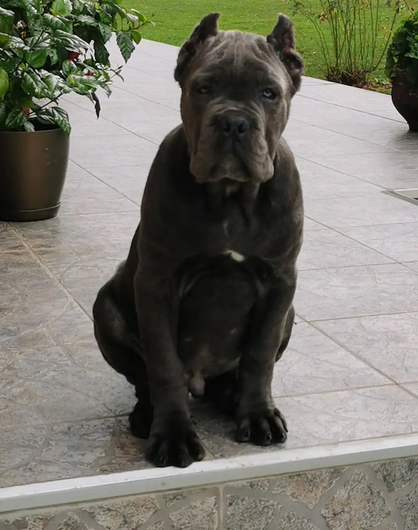 Cane Corso Kane Korso štenci PREPORUKA