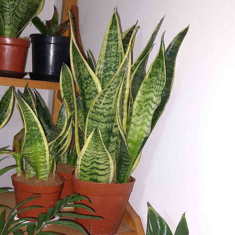 SANSEVIERIA “Futura Superba” velika