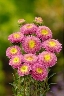 Roze Lepa Kata princes -Visokih i krupnih(10 cm) cvetova...