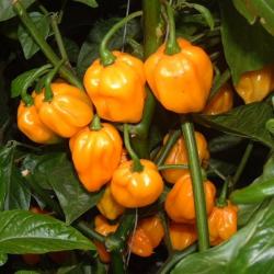 Yellow Scotch Bonnet/ seme