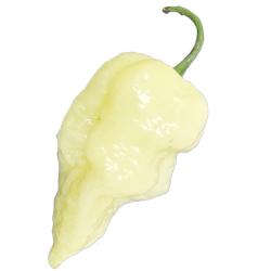 Big Yellow Mama Chilly/ seme