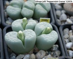 Lithops julii /Peppermint creme/ - 10 semenki