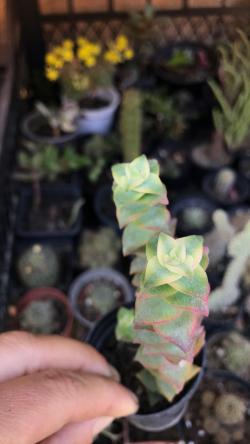 Crassula Perforata variegata