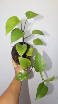 Epipremnum Aureum Jade