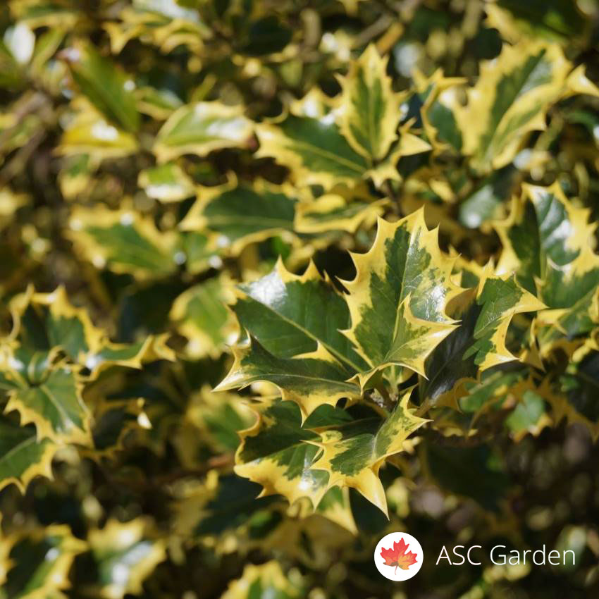 Ilex Golden King – Božikovina 30 cm