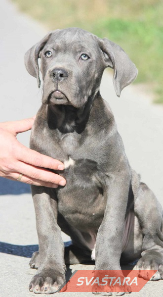 Cane Corso štenci